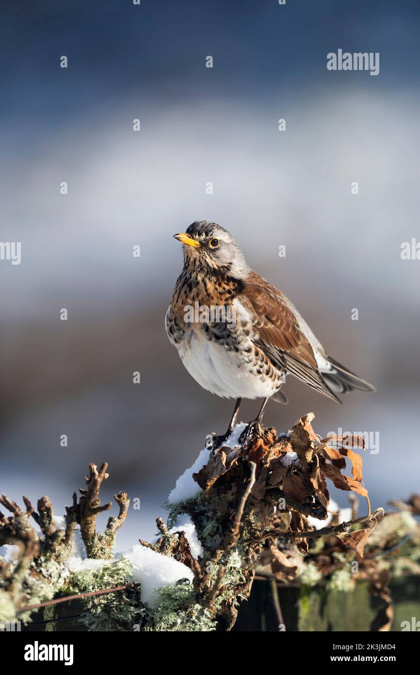 Fieldfare (Turdus pilaris), Northumberland national park, UK Stock ...