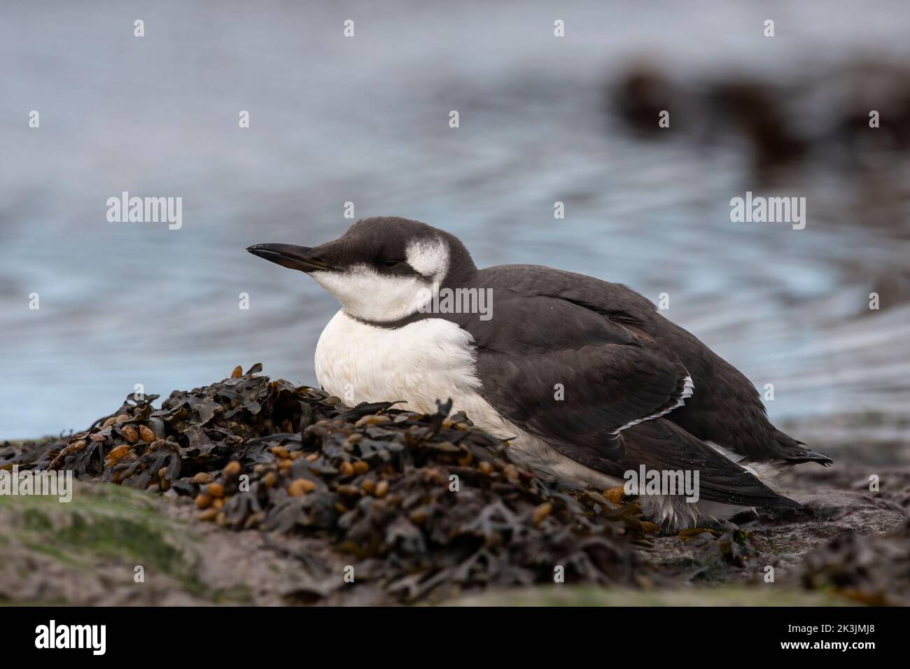 First winter guillemot (Uria aalga), Boulmer, Northumberland, UK Stock ...