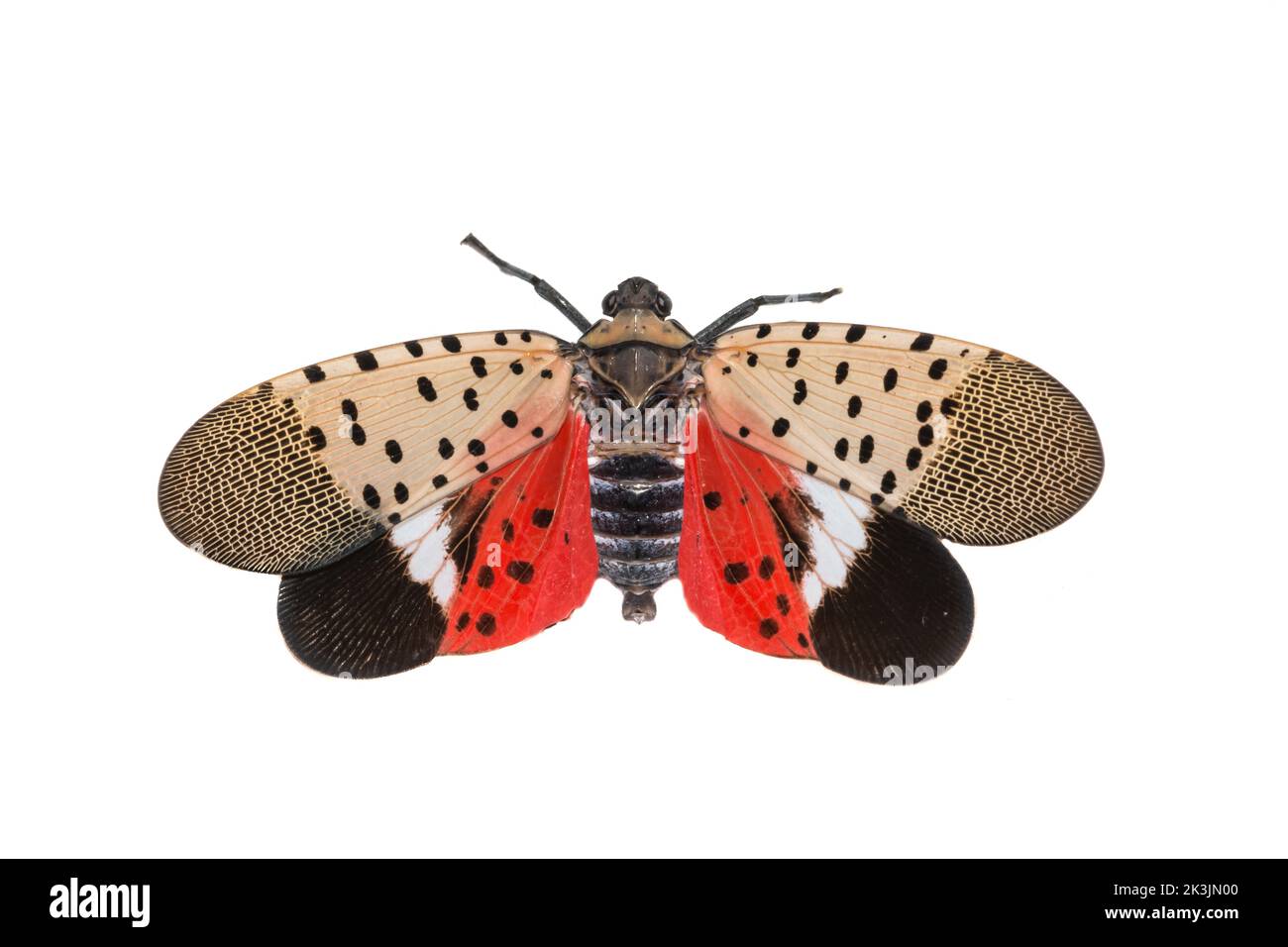 Spotted Lanternfly - Lycorma delicatula Stock Photo - Alamy