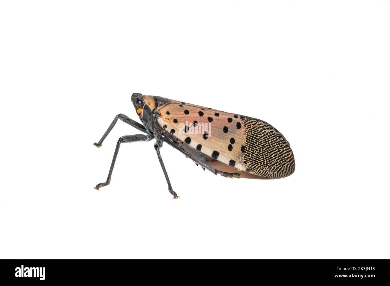 Spotted Lanternfly - Lycorma delicatula Stock Photo - Alamy