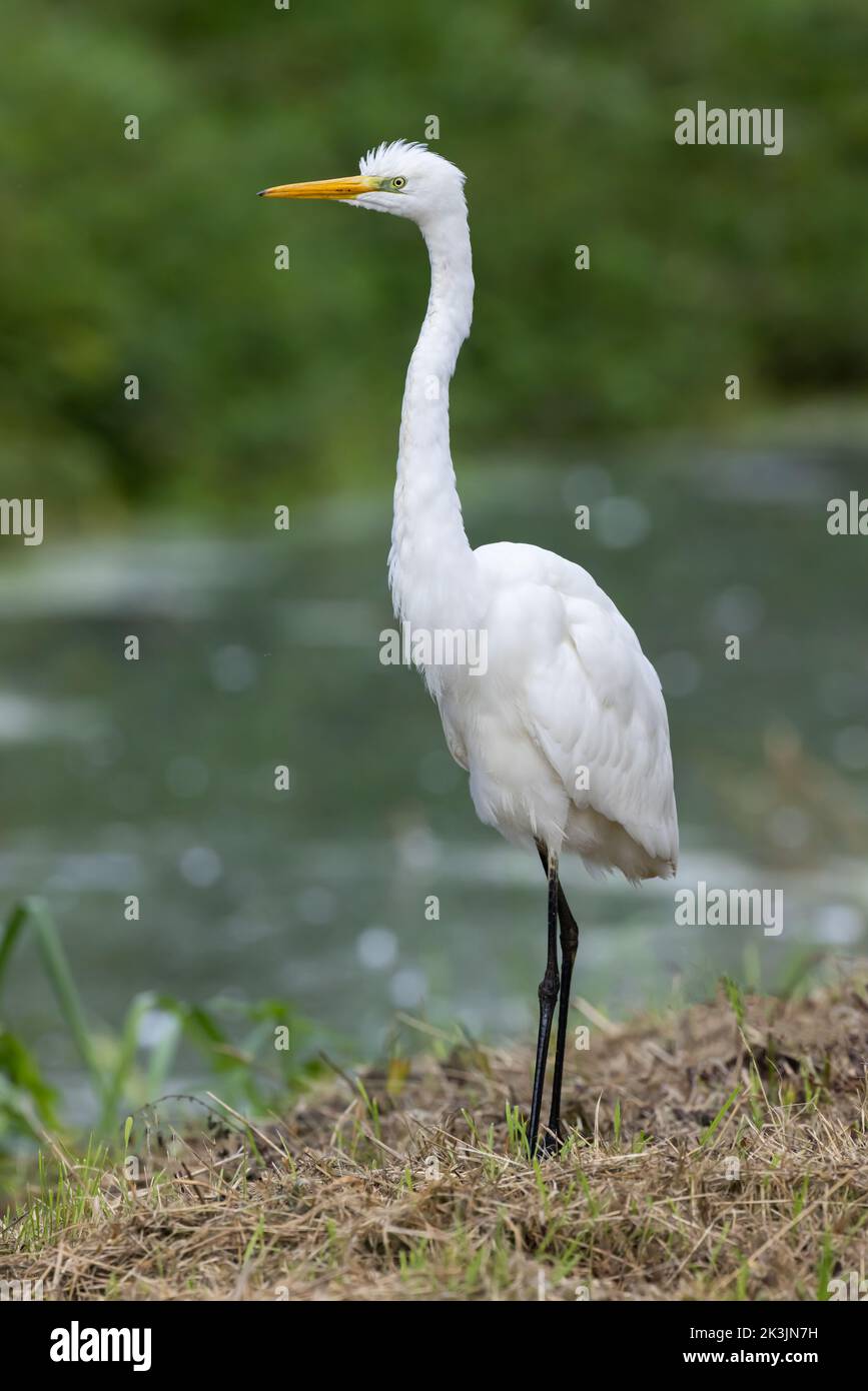 Great White Egret standing by a small river Stock Photo - Alamy