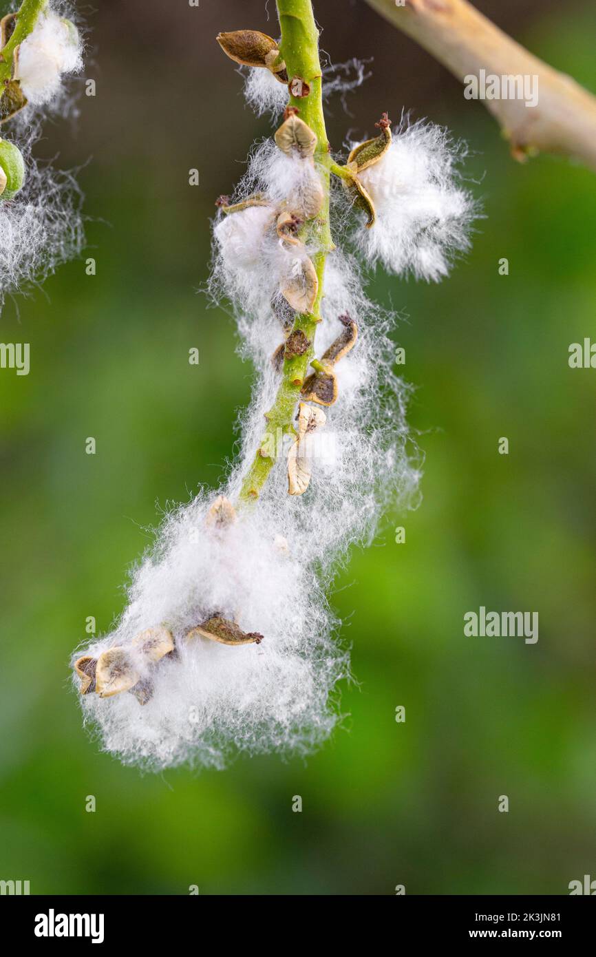 Populus fruit hi-res stock photography and images - Alamy