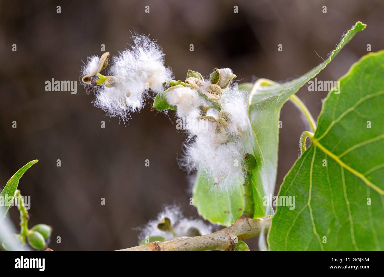 Populus fruit hi-res stock photography and images - Alamy