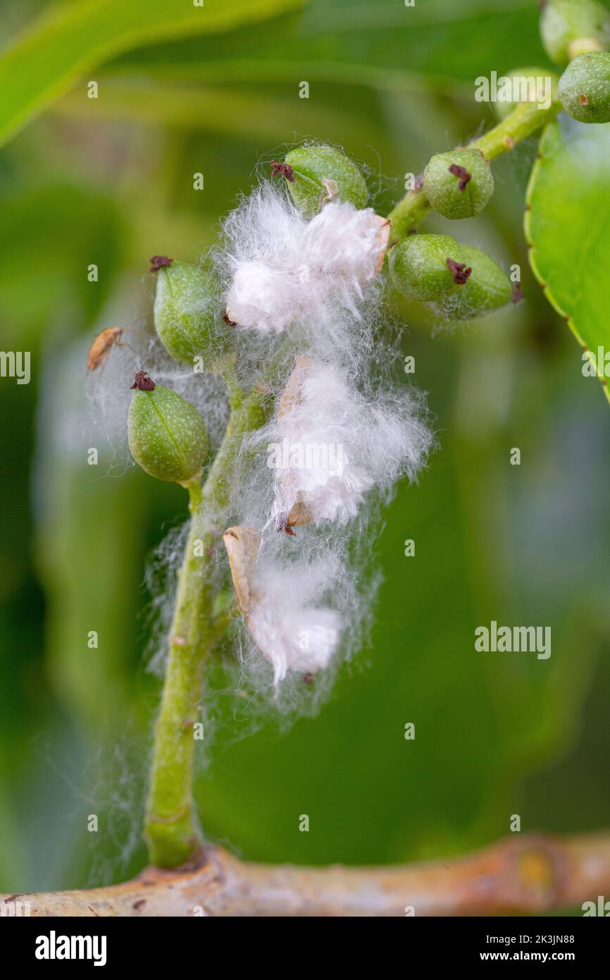 Populus fruit hi-res stock photography and images - Alamy