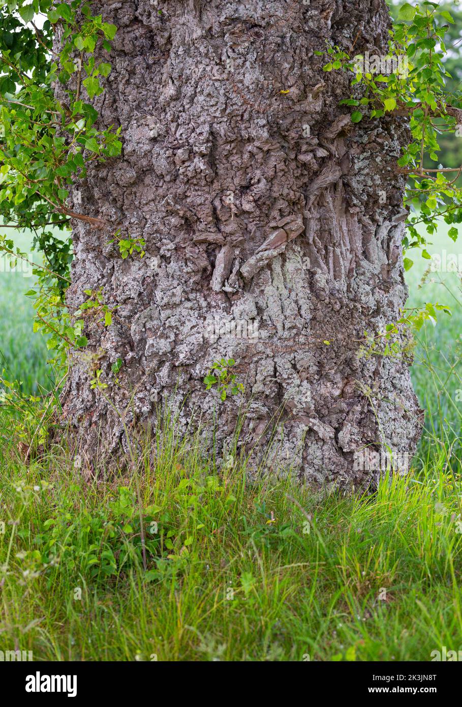 Black poplar populus nigra trunk hi-res stock photography and images ...
