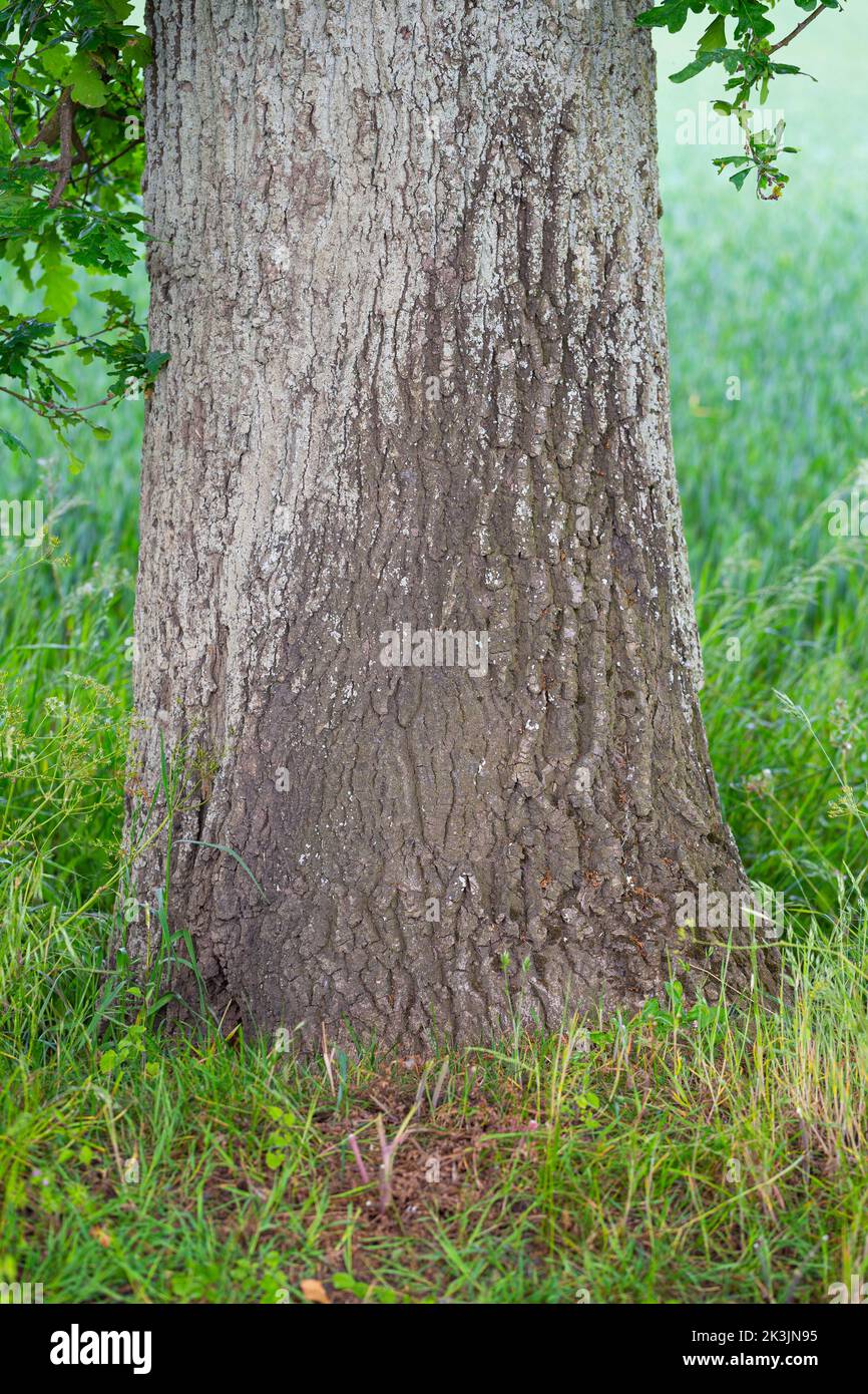 Quercus robur trunk base Stock Photo - Alamy