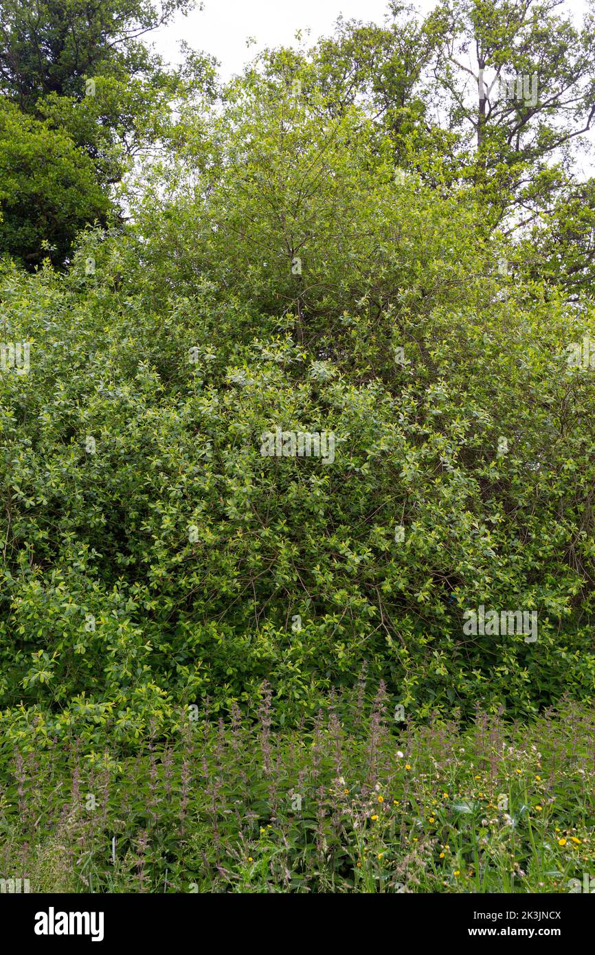 Salix cinerea subsp. oleifolia tree on the edge of a field Stock Photo ...