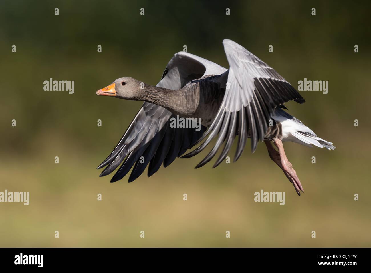 Greylag Goose taking off Stock Photo - Alamy