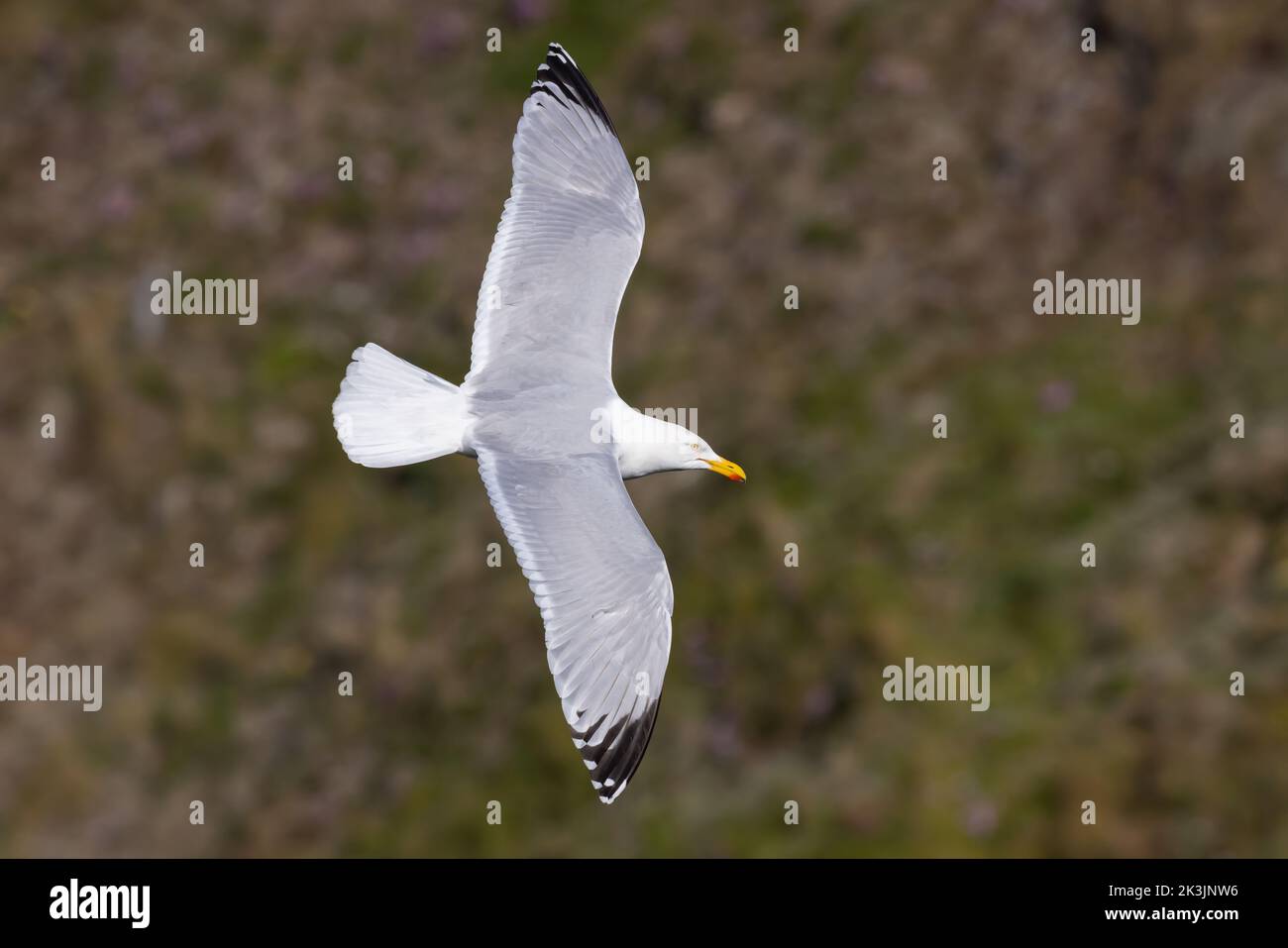 Herring Gull in flight Stock Photo - Alamy