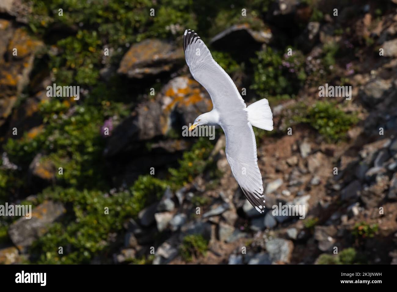 Flying birds in great britain hi-res stock photography and images - Alamy