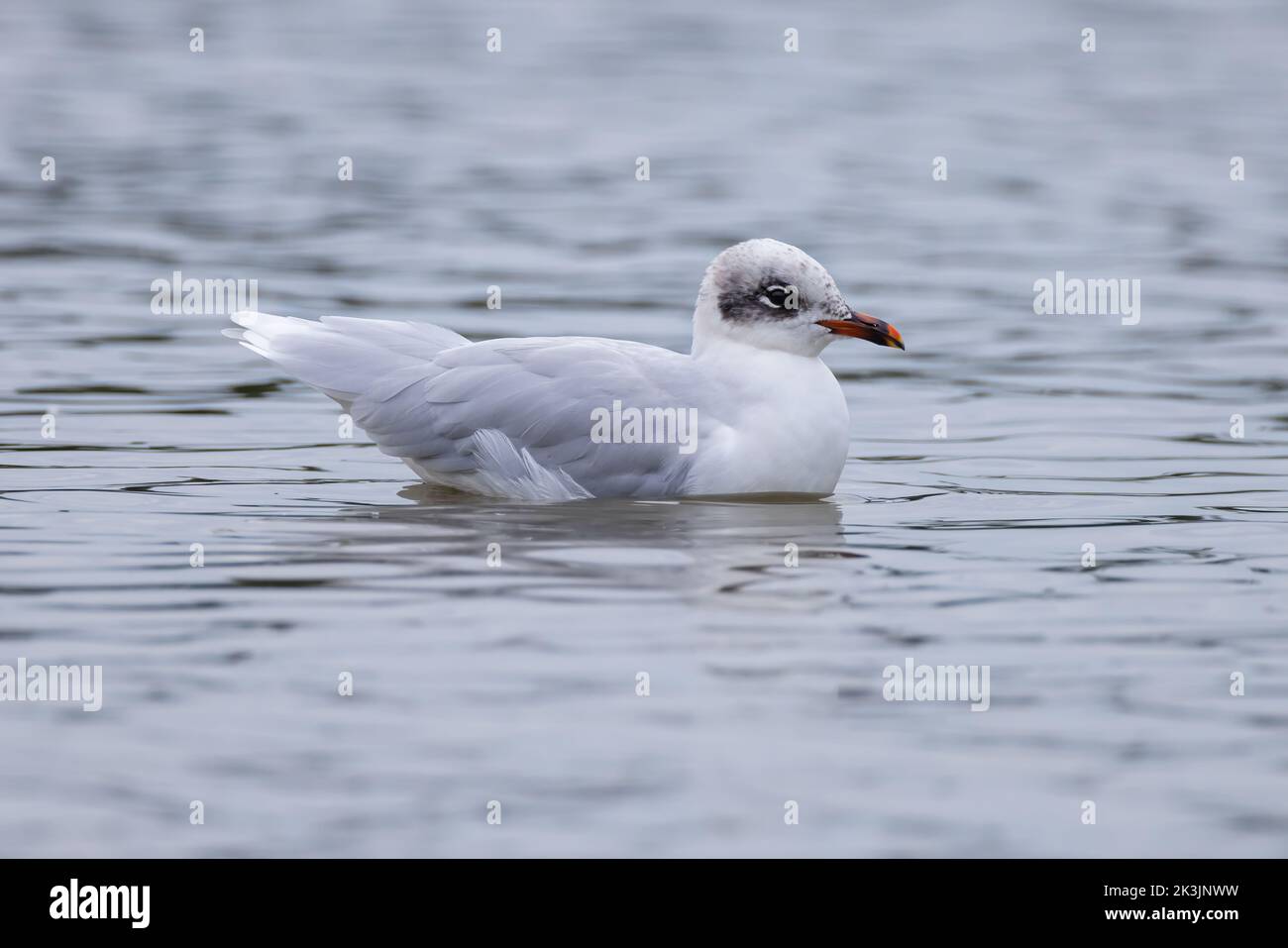 Mediterranean Gull on water Stock Photo - Alamy