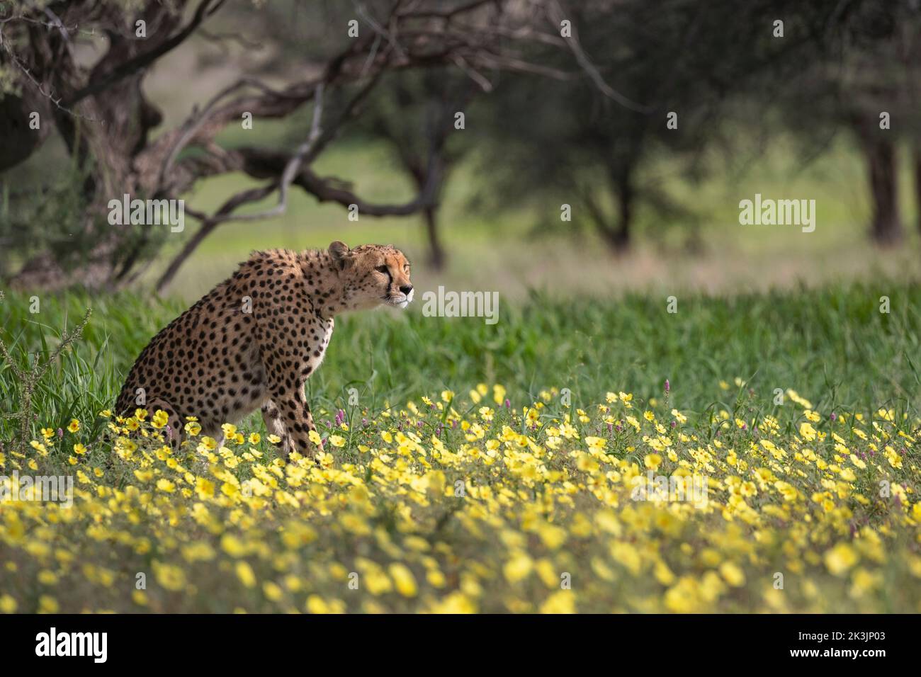 Cheetah (Acinonyx jubatus) female among devil's thorn flowers ...