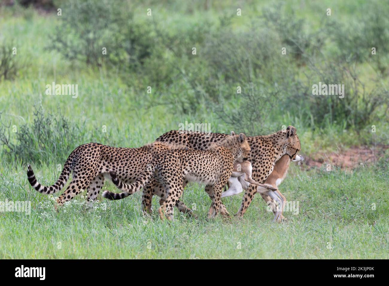 Cheetahs (Acinonyx jubatus) carrying springbok kill, Kgalagadi ...