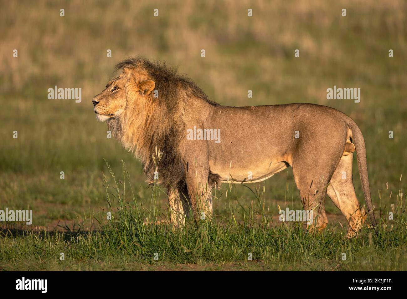 Lion (Panthera leo), Kgalagadi transfrontier park, Northern Cape, South ...