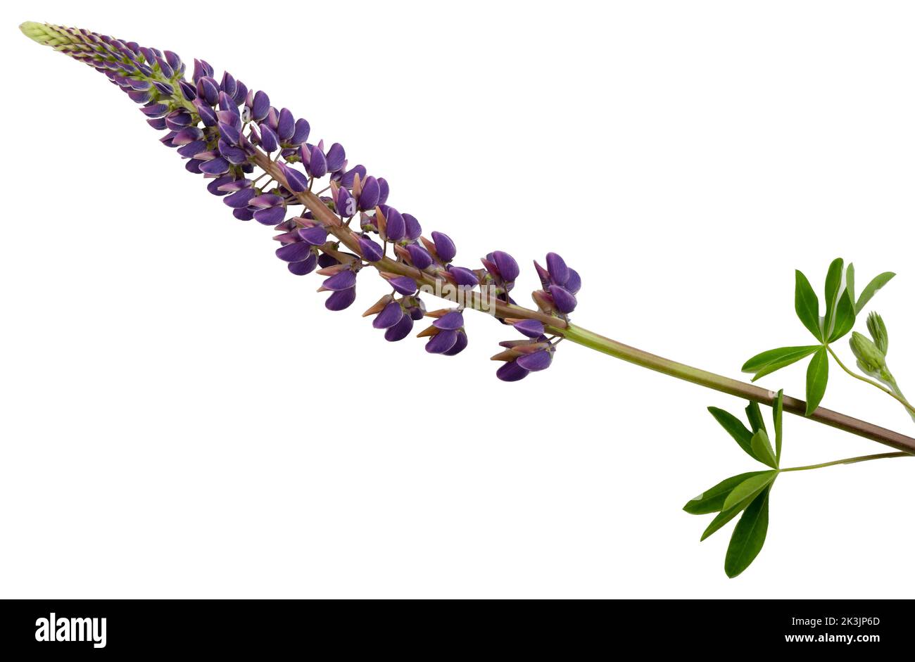 Lupin field Cut Out Stock Images & Pictures - Alamy