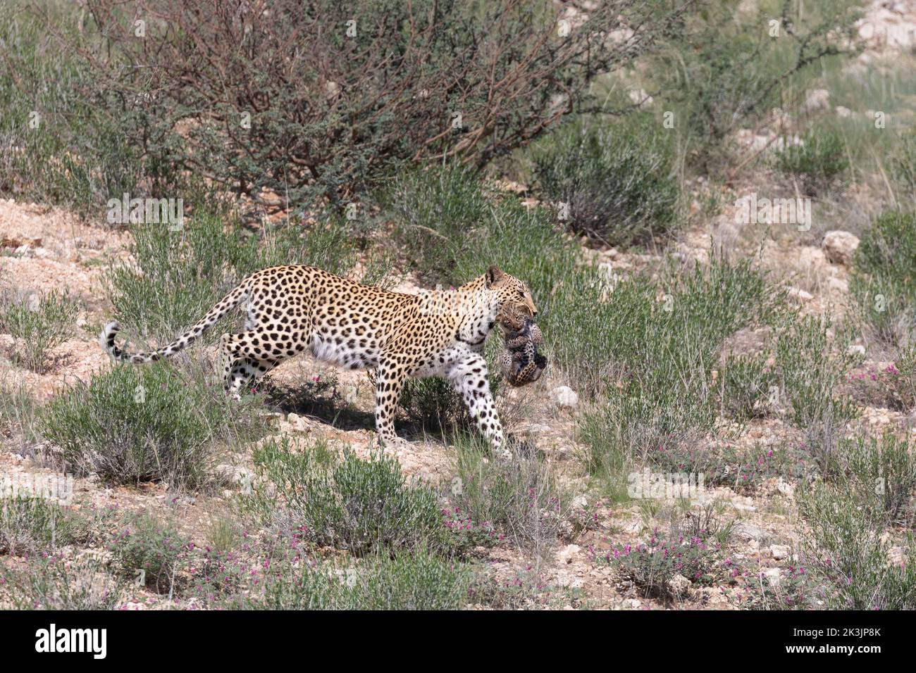 Leopard female (Panthera pardus) carrying cub to new den, Kgalagadi ...