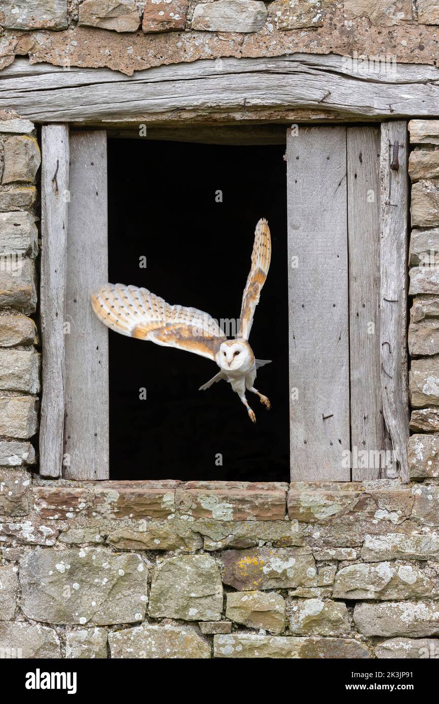 Barn owl (Tyto alba) flying out of barn, Controlled, Cumbria, UK Stock ...