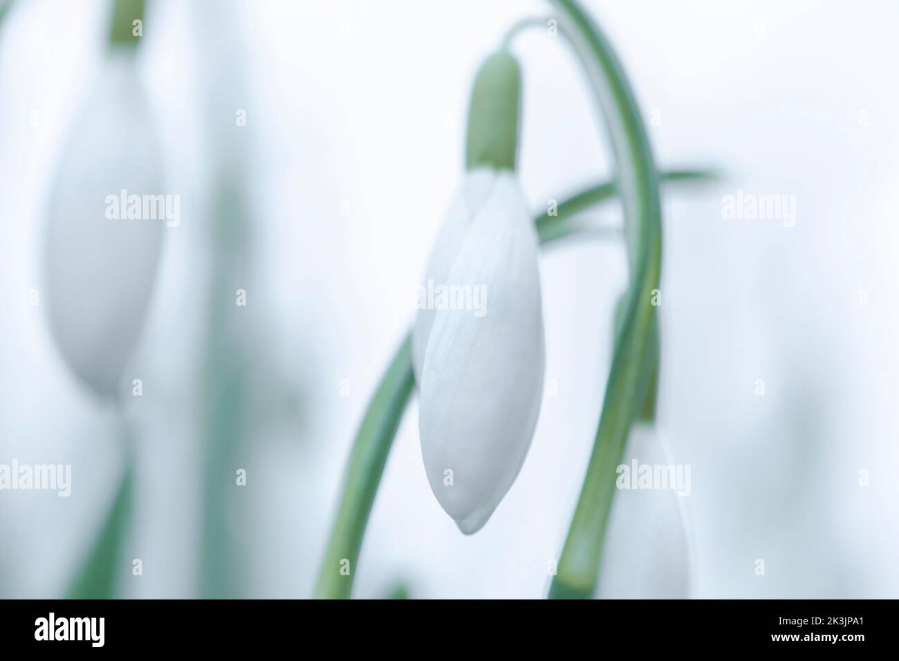 Snowdrop (Galanthus nivalis), Northumberland, UK Stock Photo - Alamy
