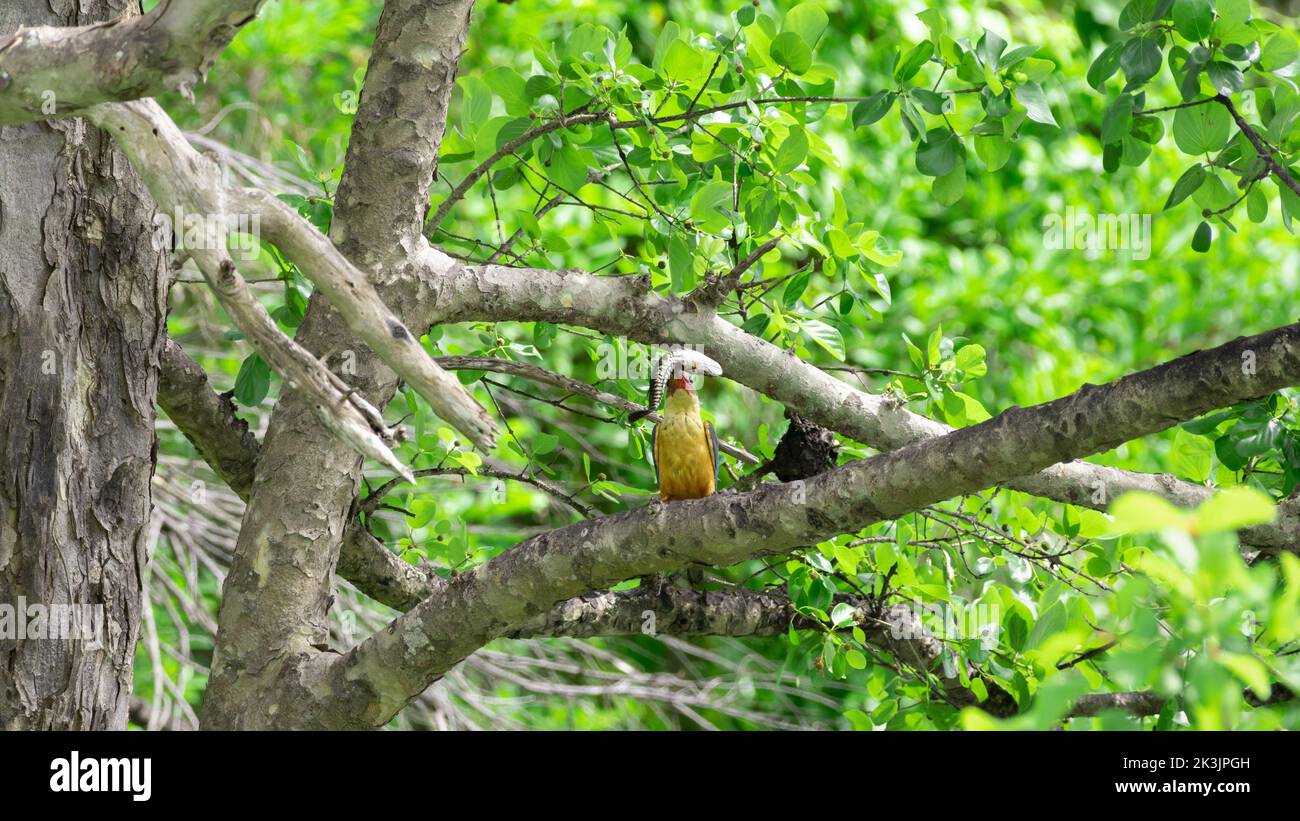 Stork-billed Kingfisher with a fish in its beak, tossing up the fish ...