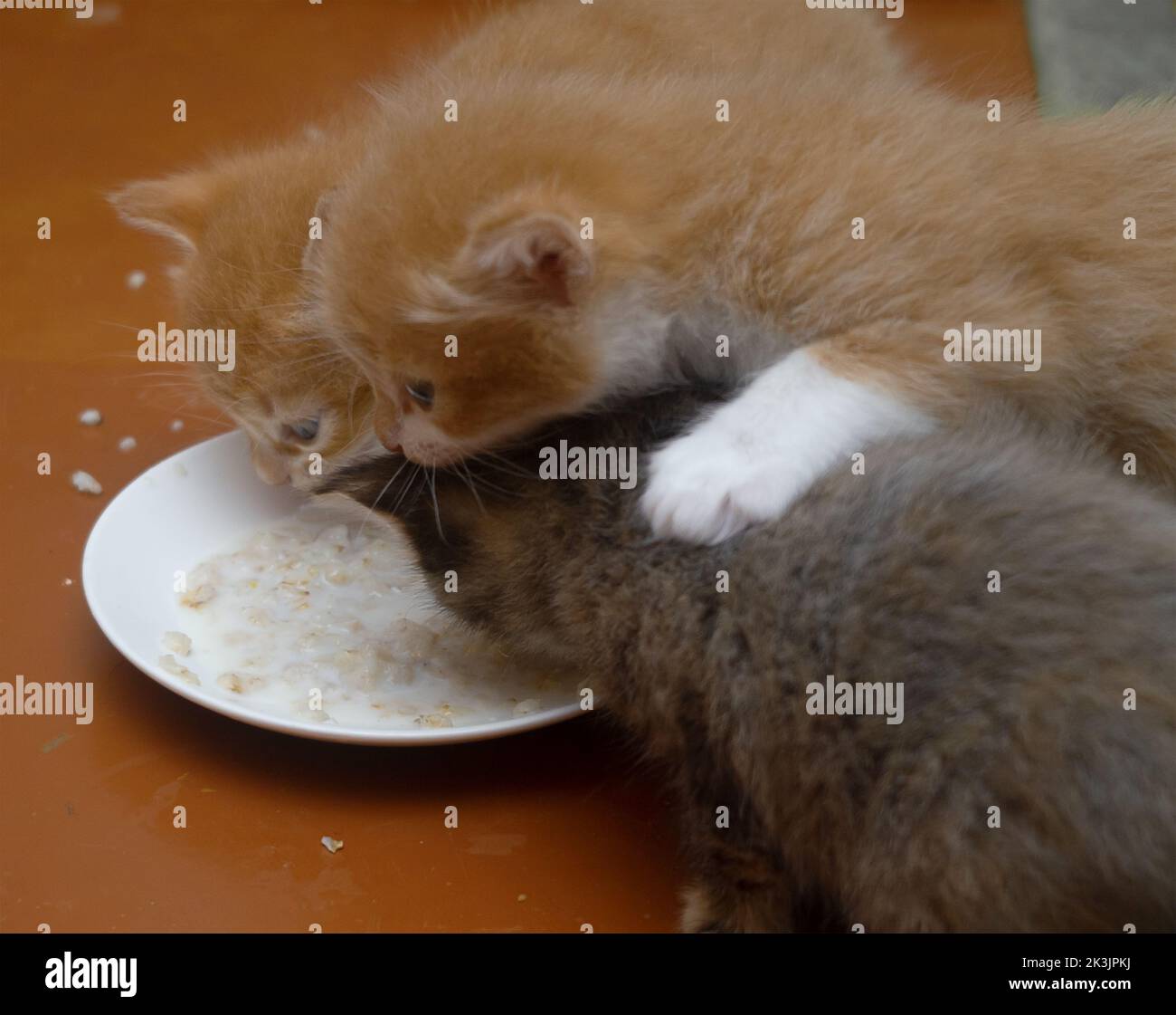 Three kittens eat food from a white plate Stock Photo - Alamy