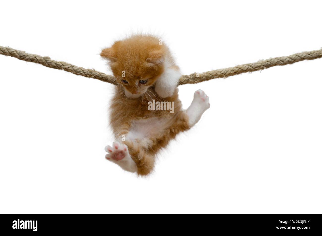 Ginger kitten hung on a rope on a white background Stock Photo - Alamy