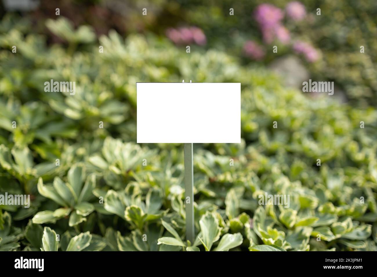 Empty plant label in herbs pot. Fresh eco nature plant growing in the ...