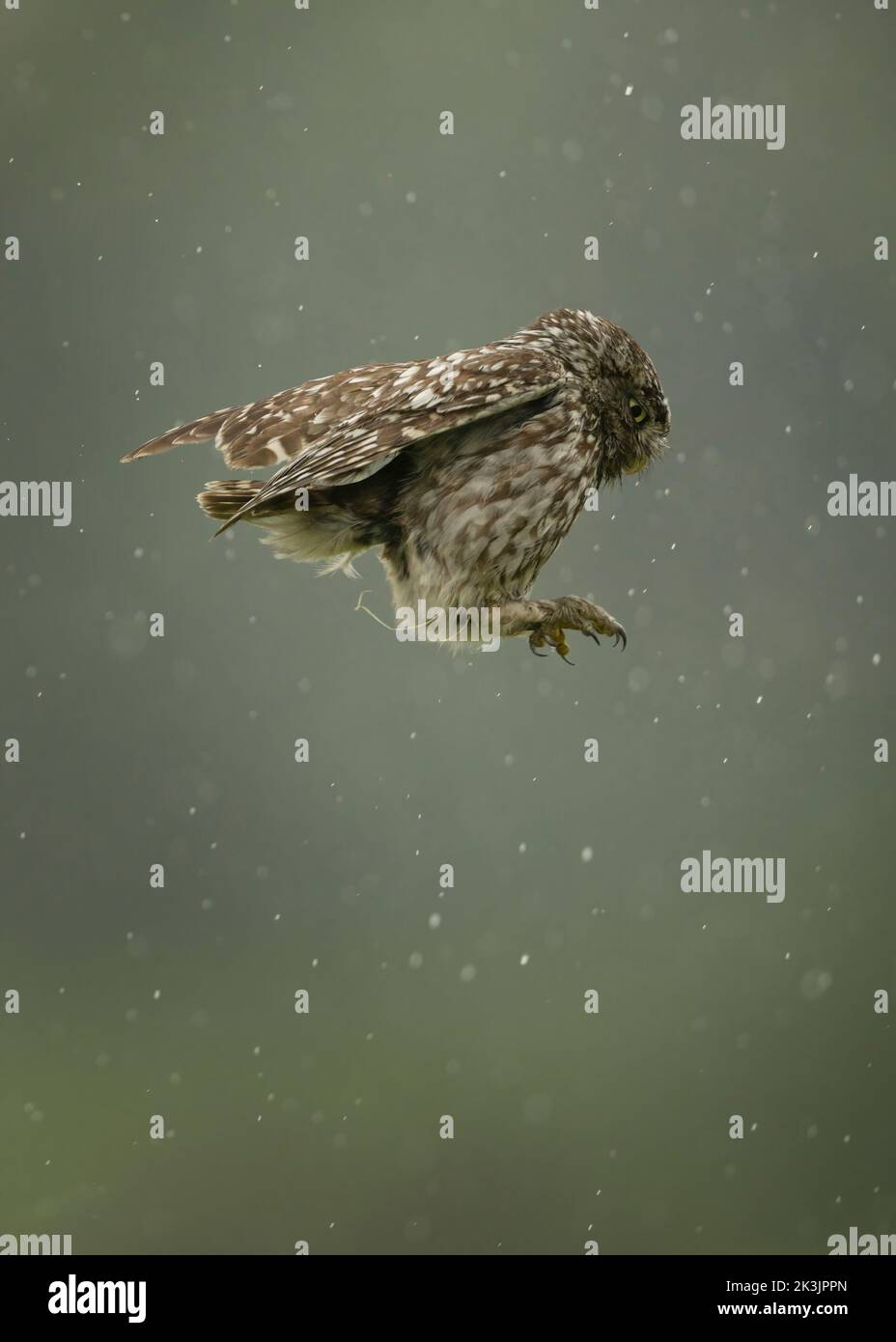 The little owl was caught gracefully hopping into the air ...