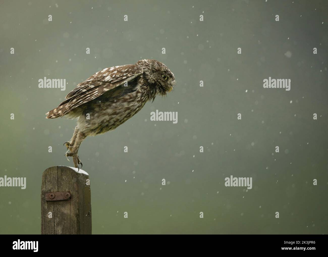 The owl appeared to be doing a rain dance. RICHMONDSHIRE, ENGLAND. This ...