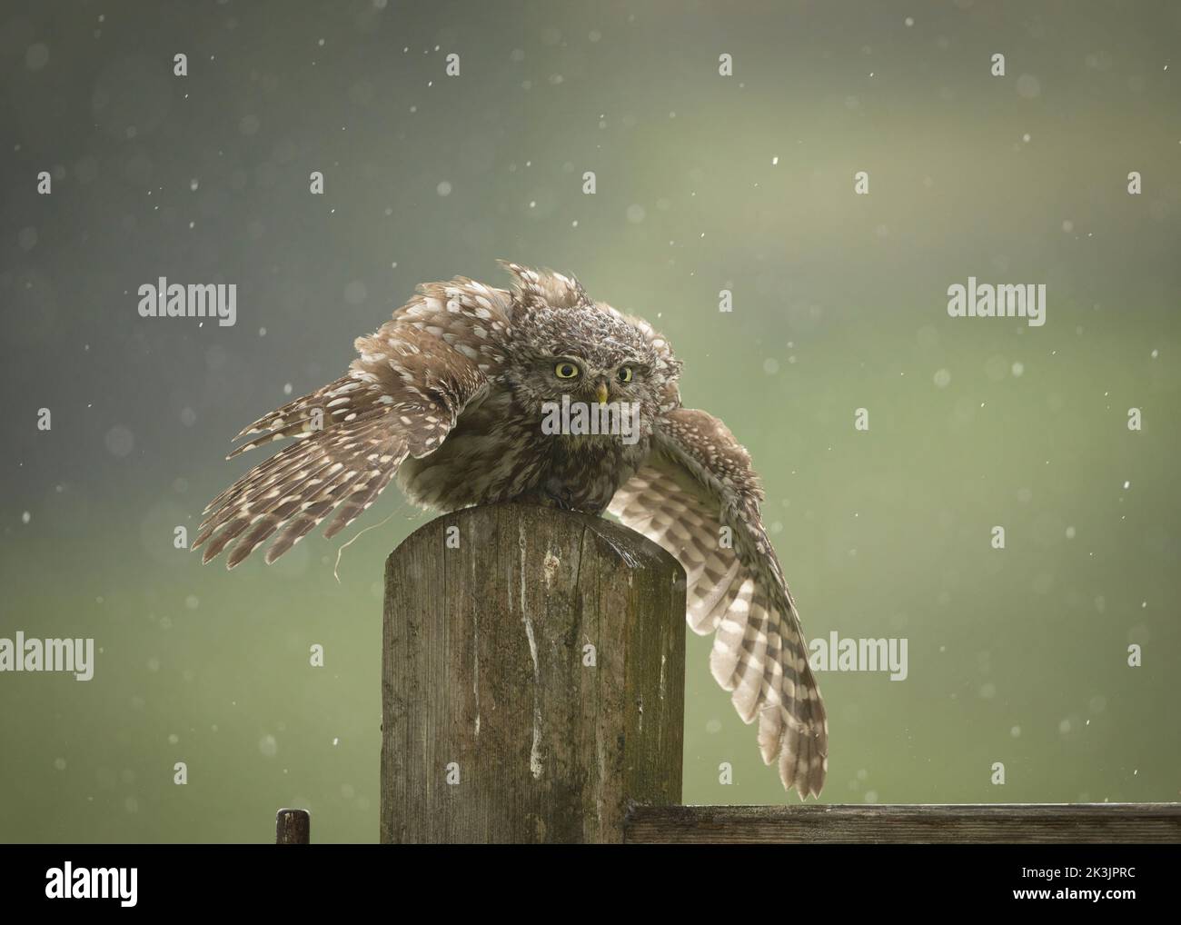 The little owl is the smallest species of owl in the UK. RICHMONDSHIRE ...