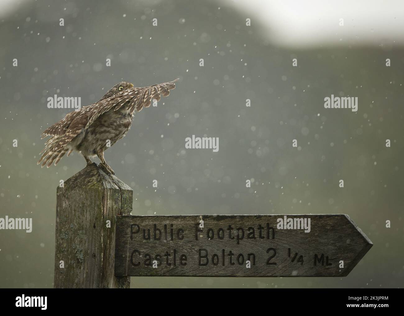 The owl appeared to be enjoying the rain. RICHMONDSHIRE, ENGLAND. This ...