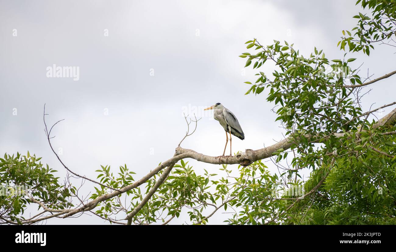 Grey heron perch on a tree, natural habitat shot. gloomy clouds in the ...