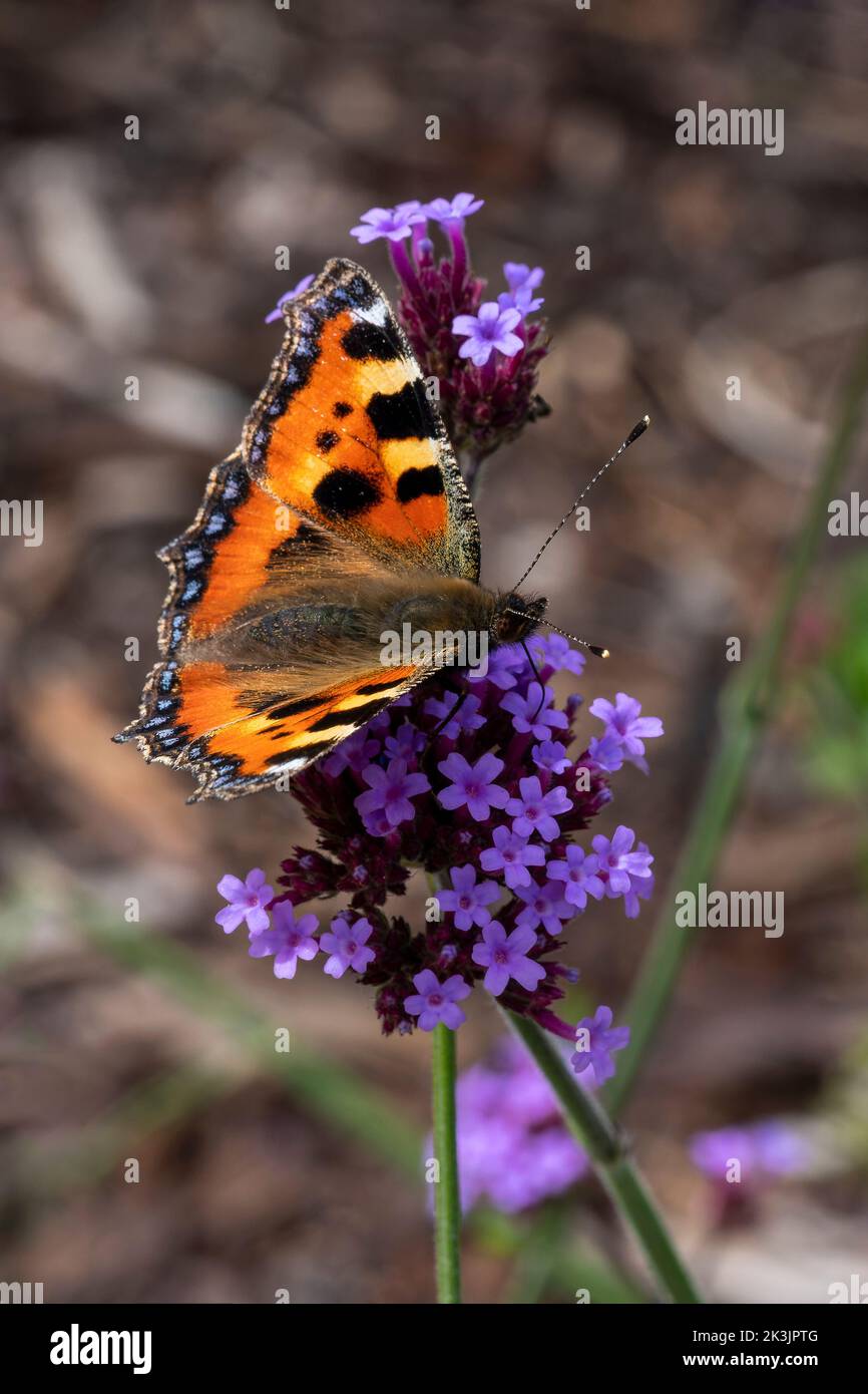 Small tortoiseshell butterfly (Aglais urticae) with wings outstretched ...