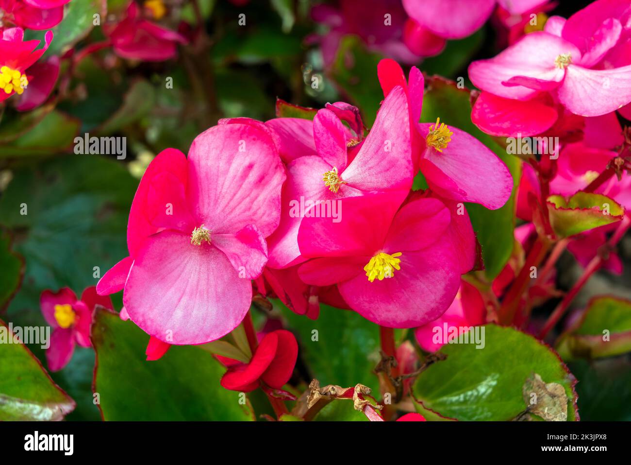 Begonia semperflorens an annual summer flowering plant with a red, pink ...