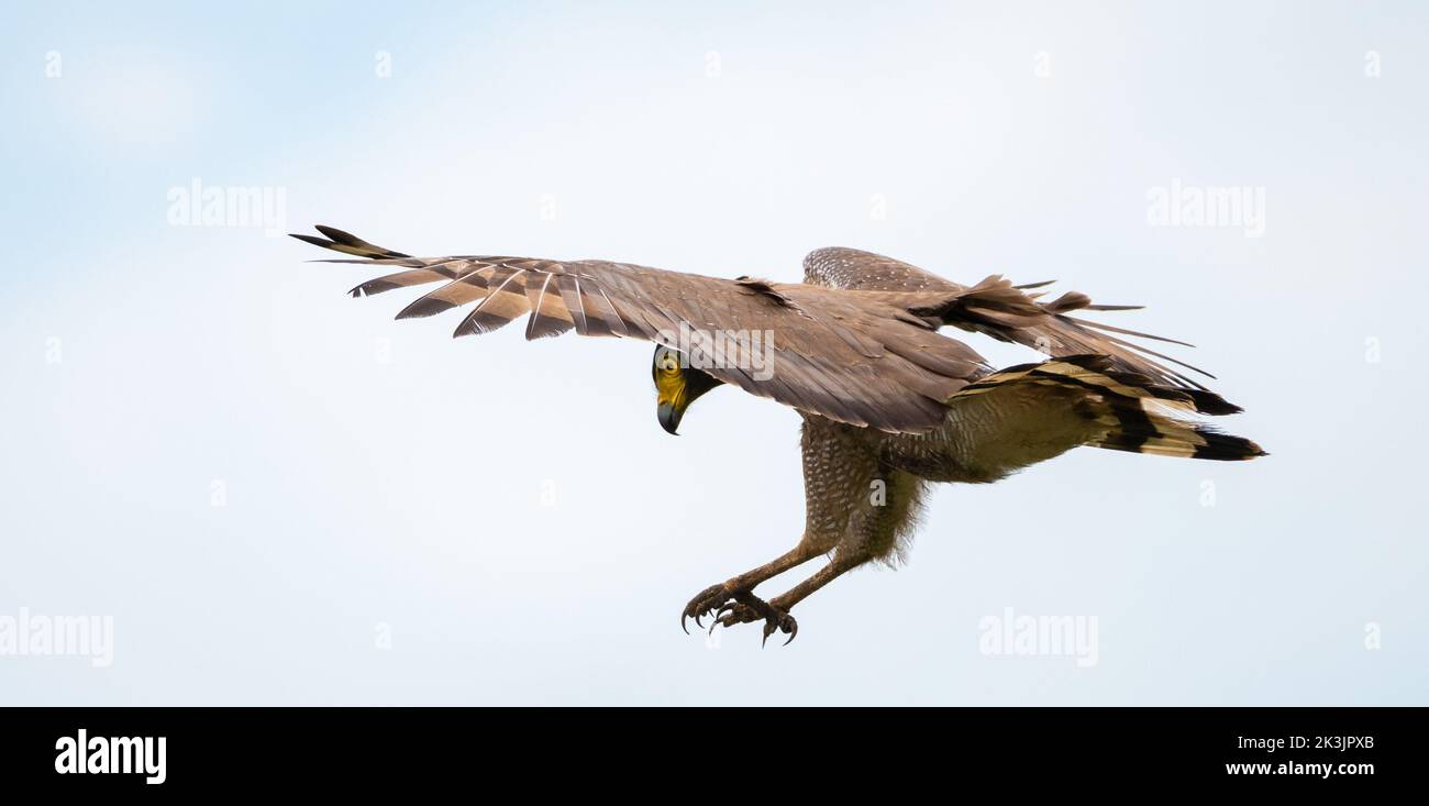 Crested serpent eagle landing, the moment before the catch photo. Legs ...