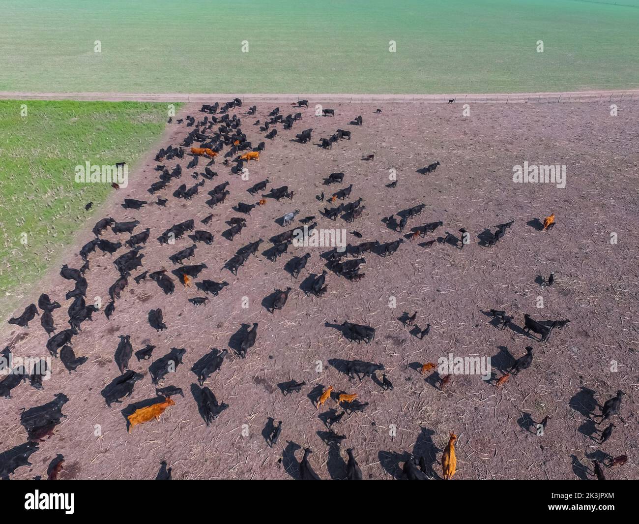 Cattle in Pampas landscape, La Pampa, Argentina Stock Photo - Alamy