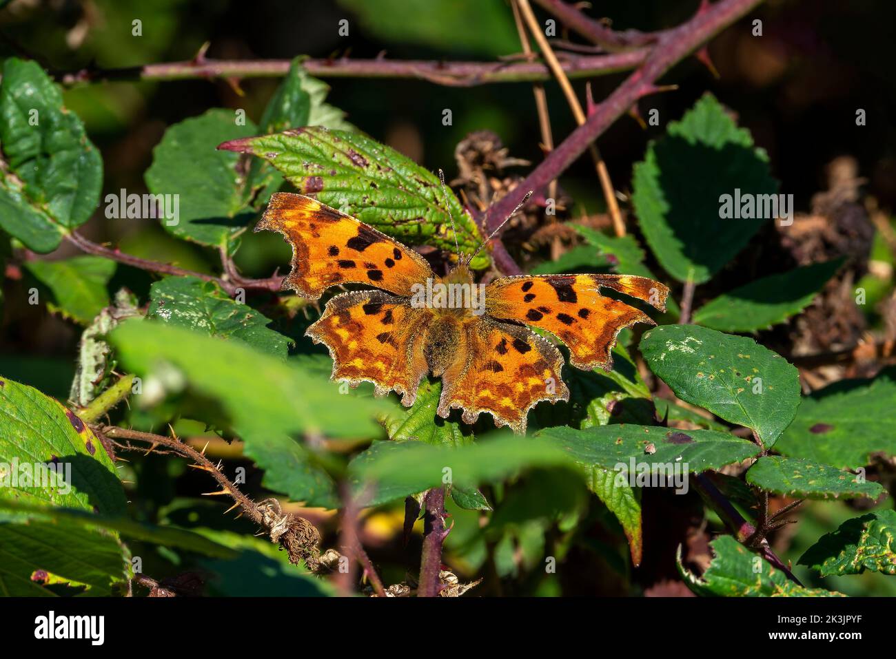 Comma Butterfly (Polygonia c-album) an orange brown flying insect with ...