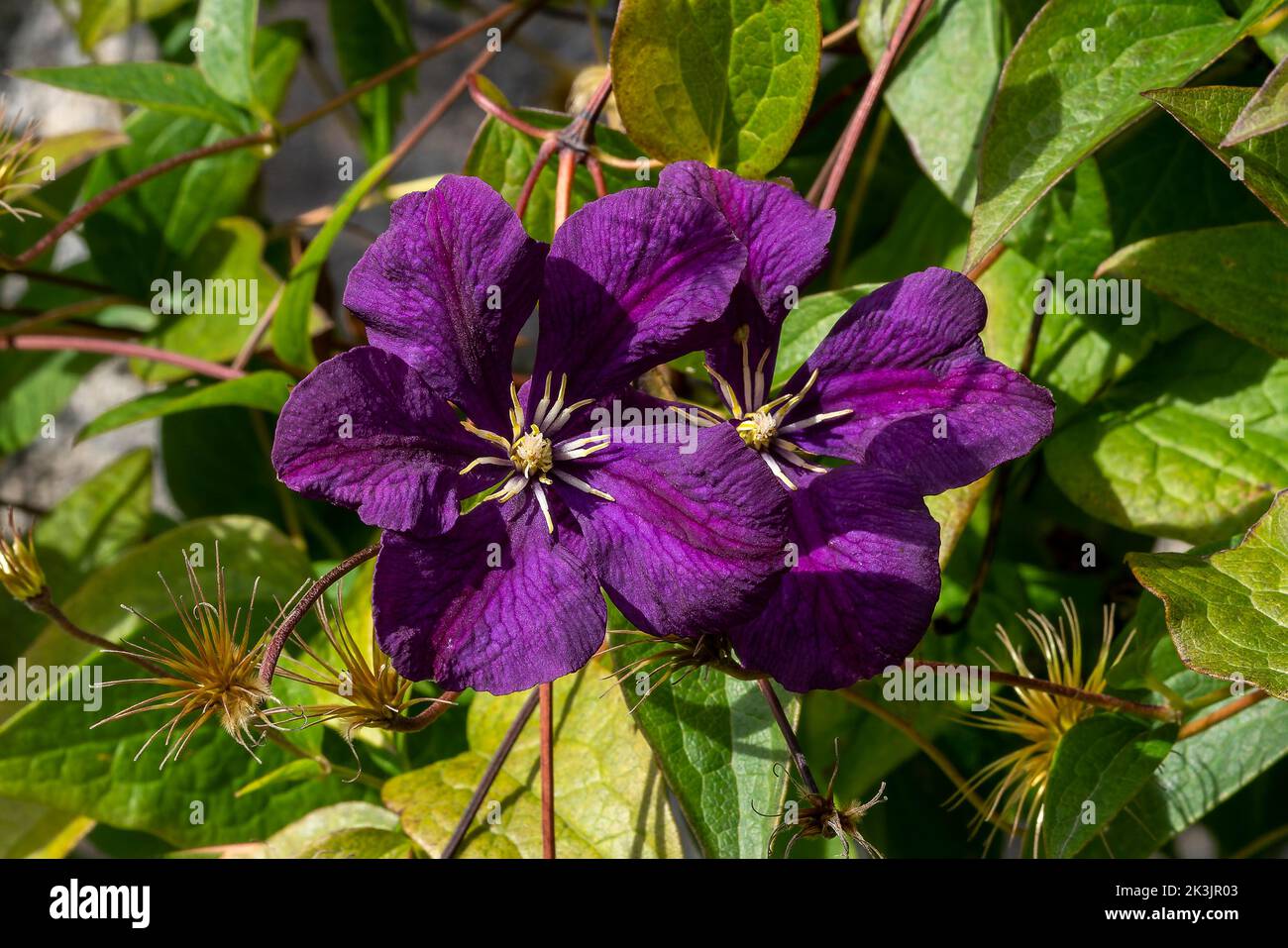Clematis etoile violette hi-res stock photography and images - Alamy