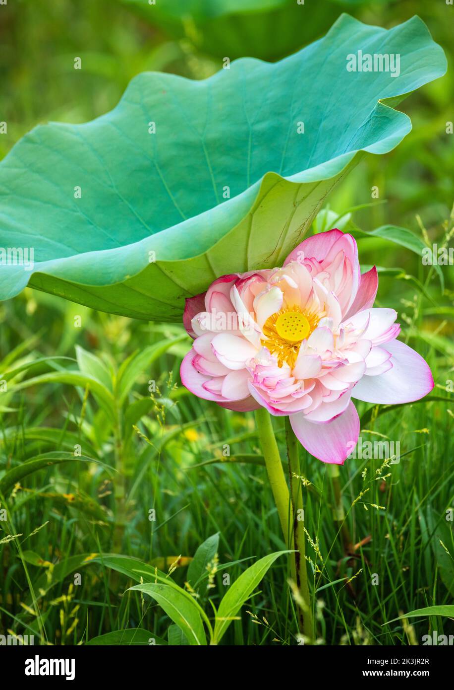 Beautiful lotus flower and the lotus leaf above the grass bank on the ...