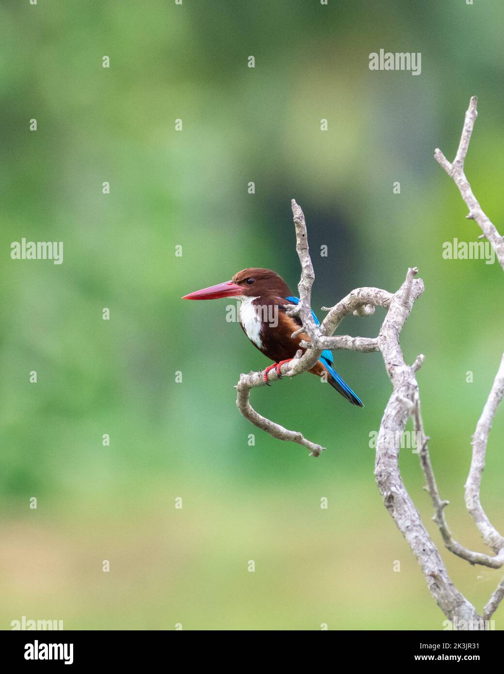 White-breasted Kingfisher (Halcyon smyrnensis) bird perch on a dead ...