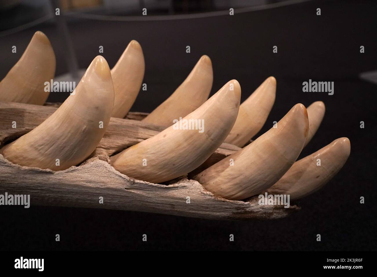 sperm whale jaw bone teeth detail Stock Photo - Alamy