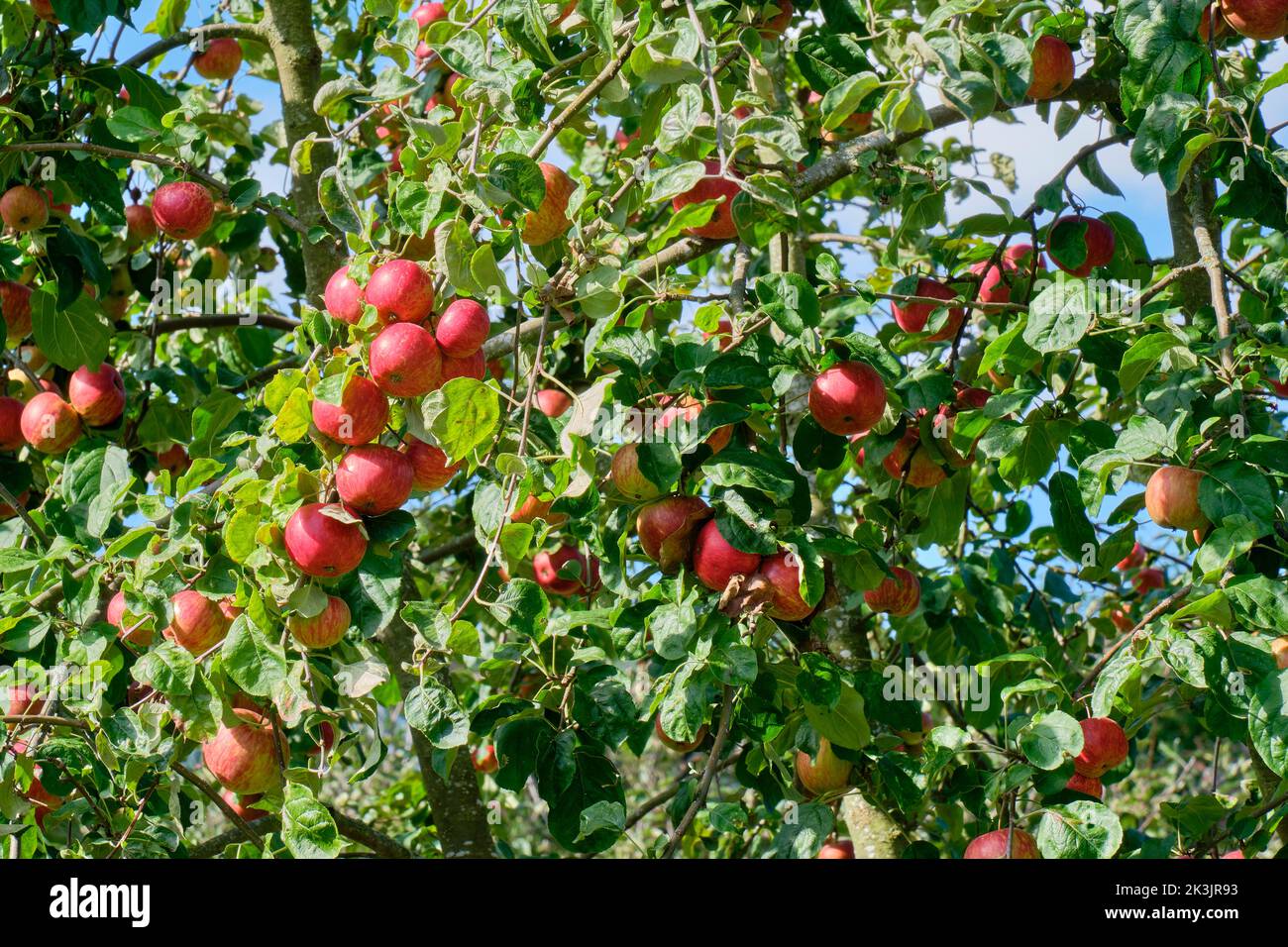 Jubilee orchard hi-res stock photography and images - Alamy