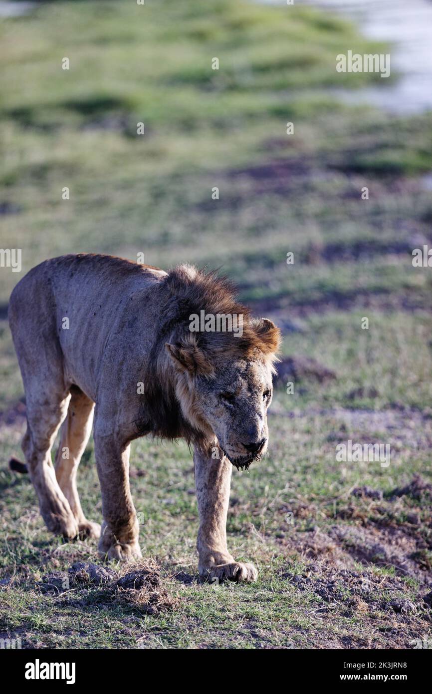 A vertical shot of a very skinny, starving male lion walking in a ...
