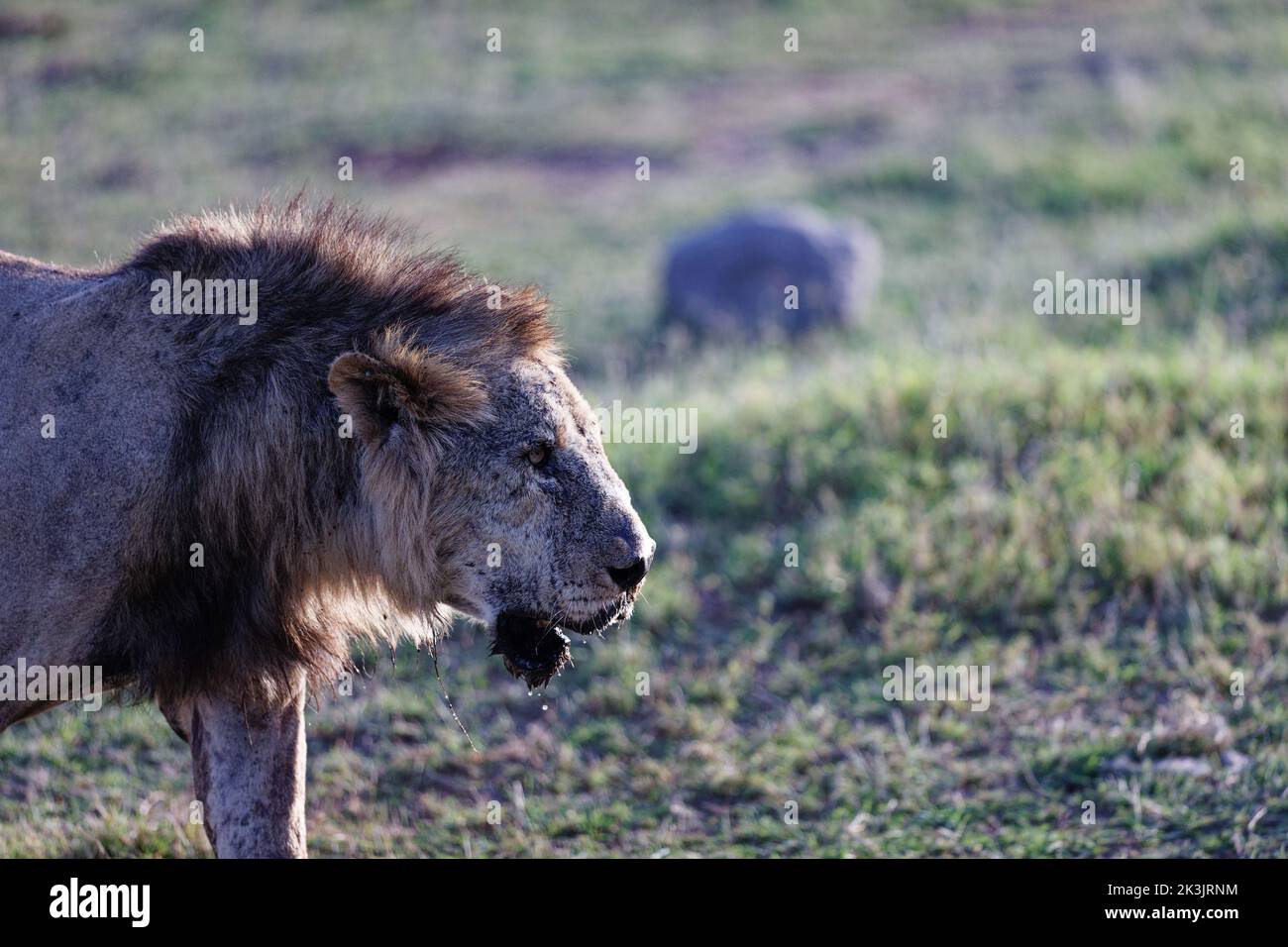 A very skinny, almost starving male lion walking in a national park in ...