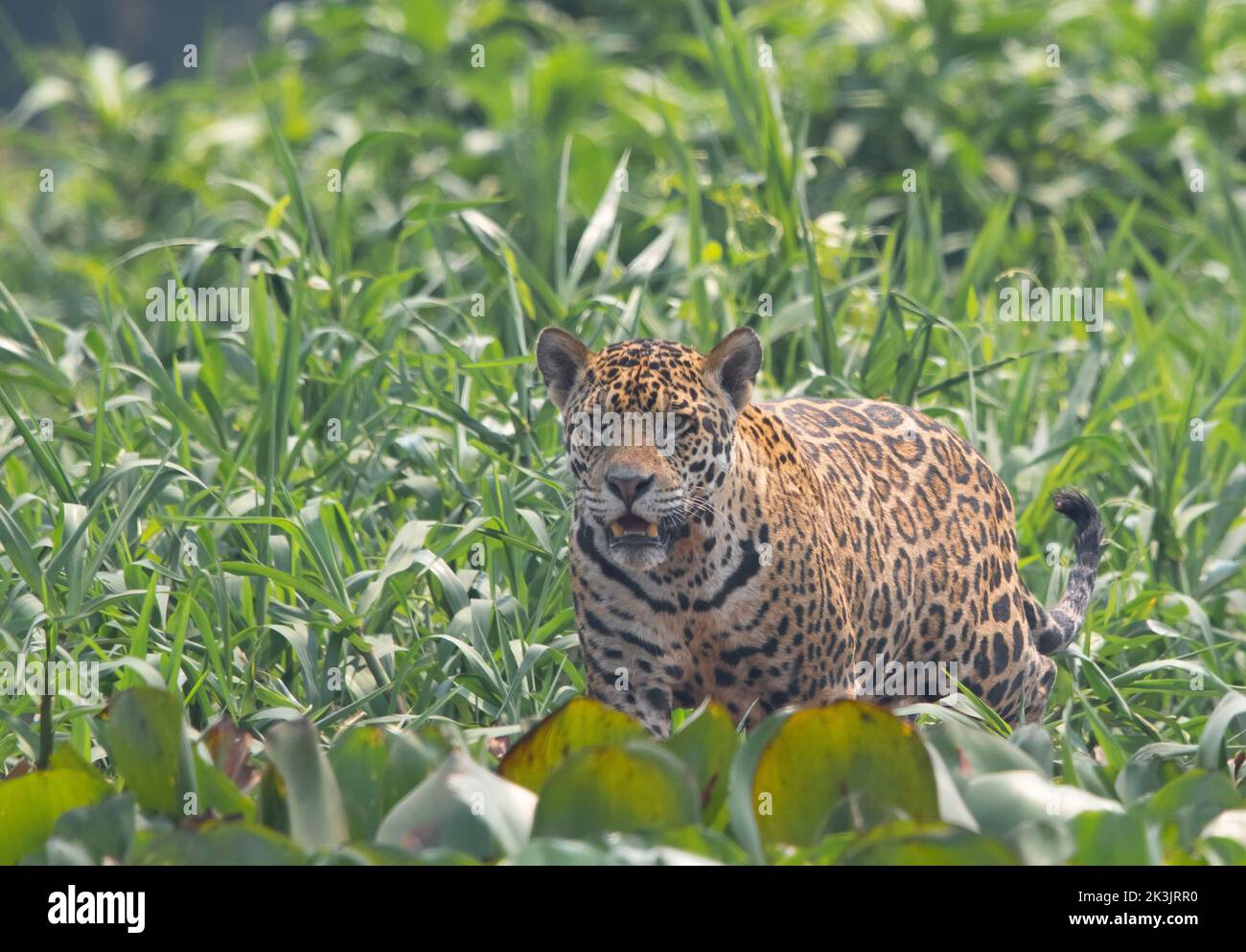 Martin Carpenter is the British photographer behind these stunning ...
