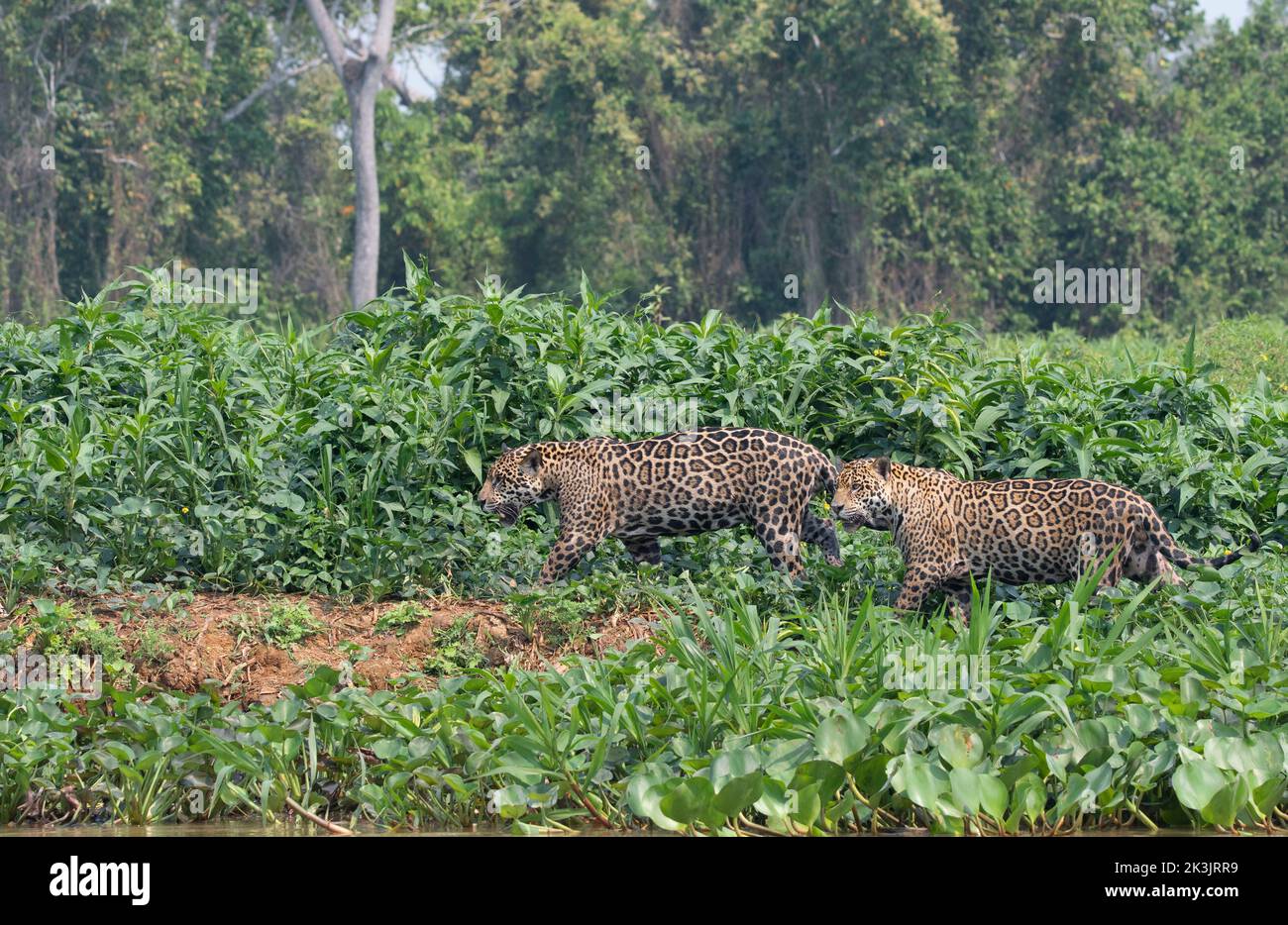 Martin captured the images from a boat. PANATAL, BRAZIL. THIS PAIR of ...