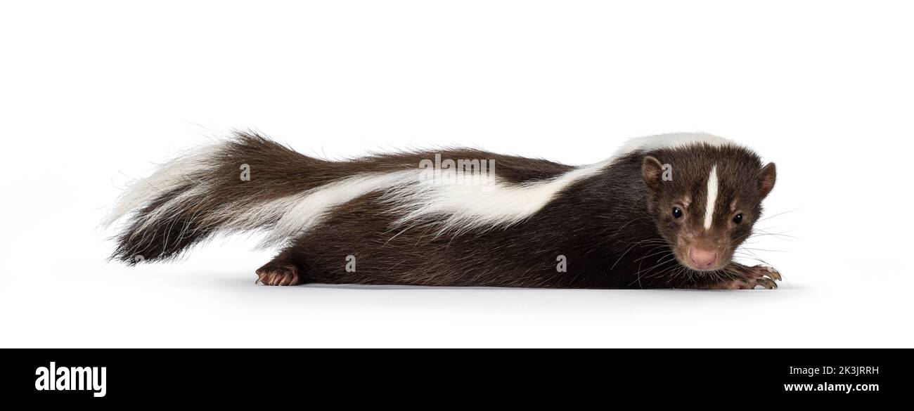 Smelly rodent hi-res stock photography and images - Alamy