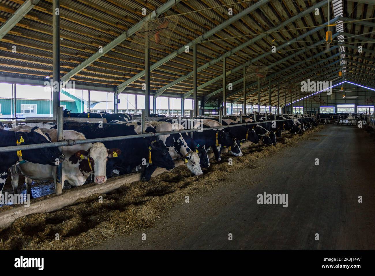 Diary cows in modern free livestock stall Stock Photo - Alamy