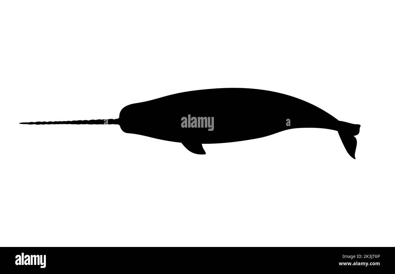 Silhouette narwhal. Vector illustration of a black silhouette narwhal ...