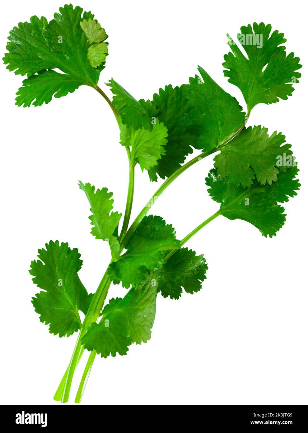 Fresh cilantro herbs on white background Stock Photo - Alamy