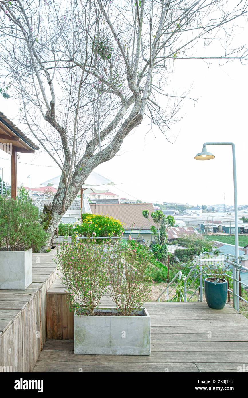 Beautiful backyard with old tree in Da Lat Lam Dong Viet Nam Stock ...